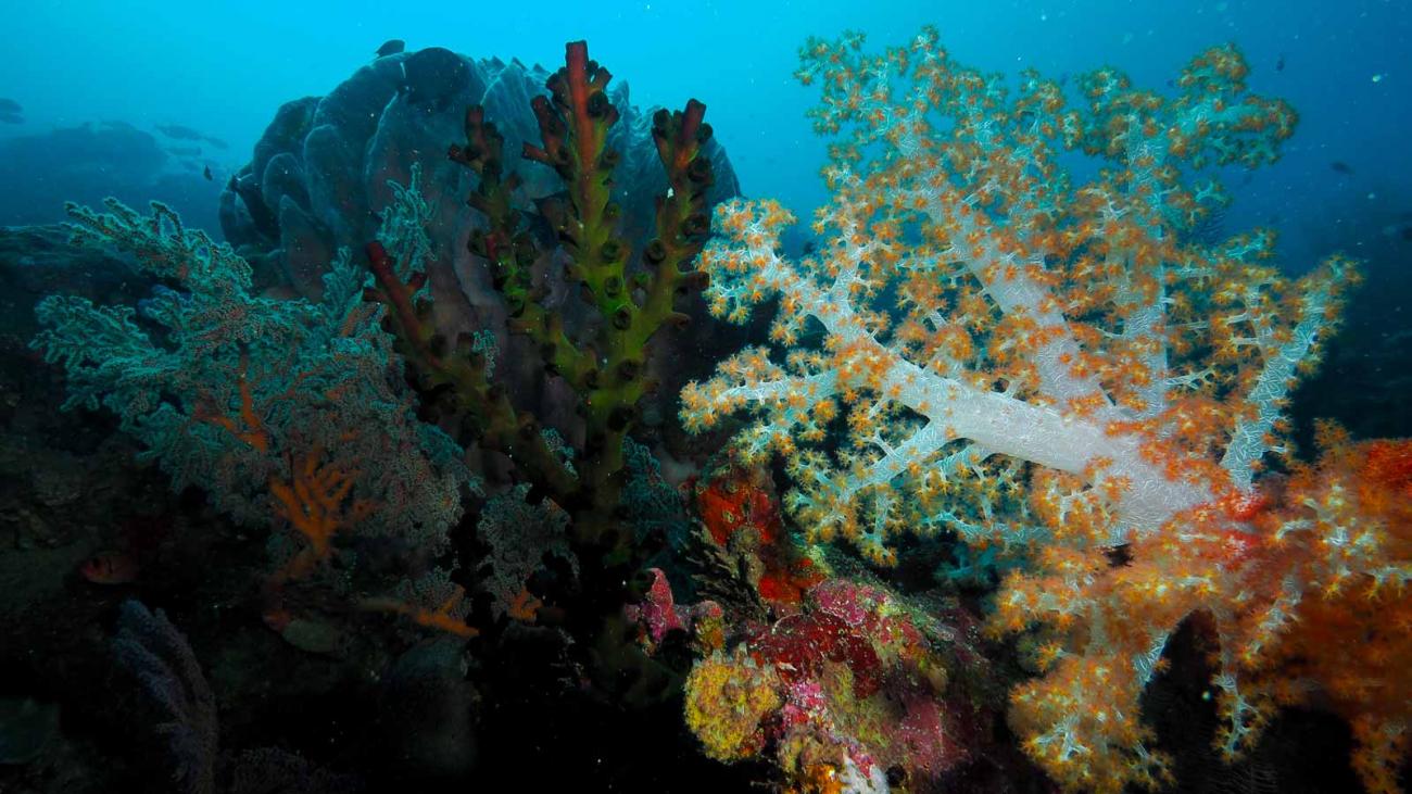 Your Essential Guide to the Best Scuba Diving in Indonesia | Underwater ...