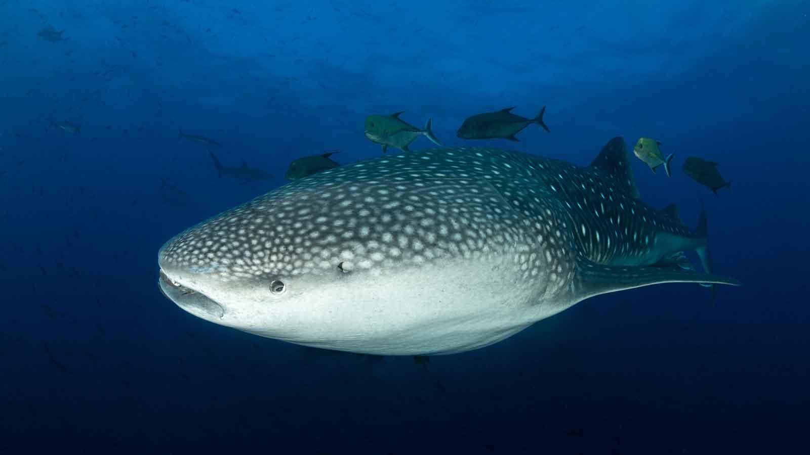 Bucket list big fish dives | Underwater Asia