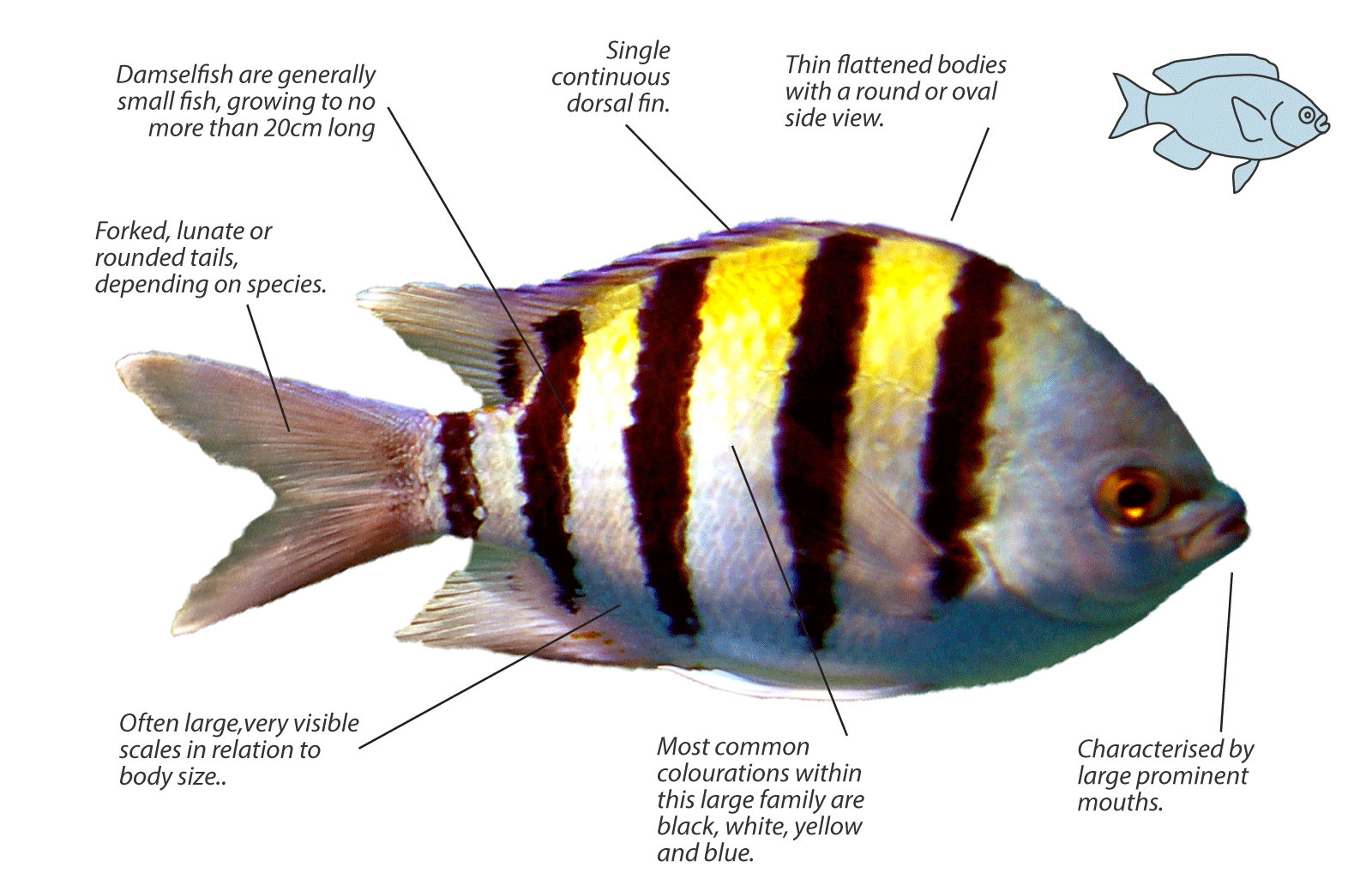 Damselfish - Pomacentridae | Underwater Asia