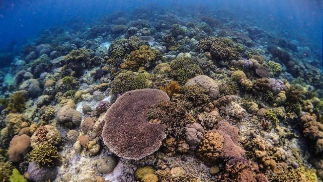 The rise of an atoll | Underwater Asia